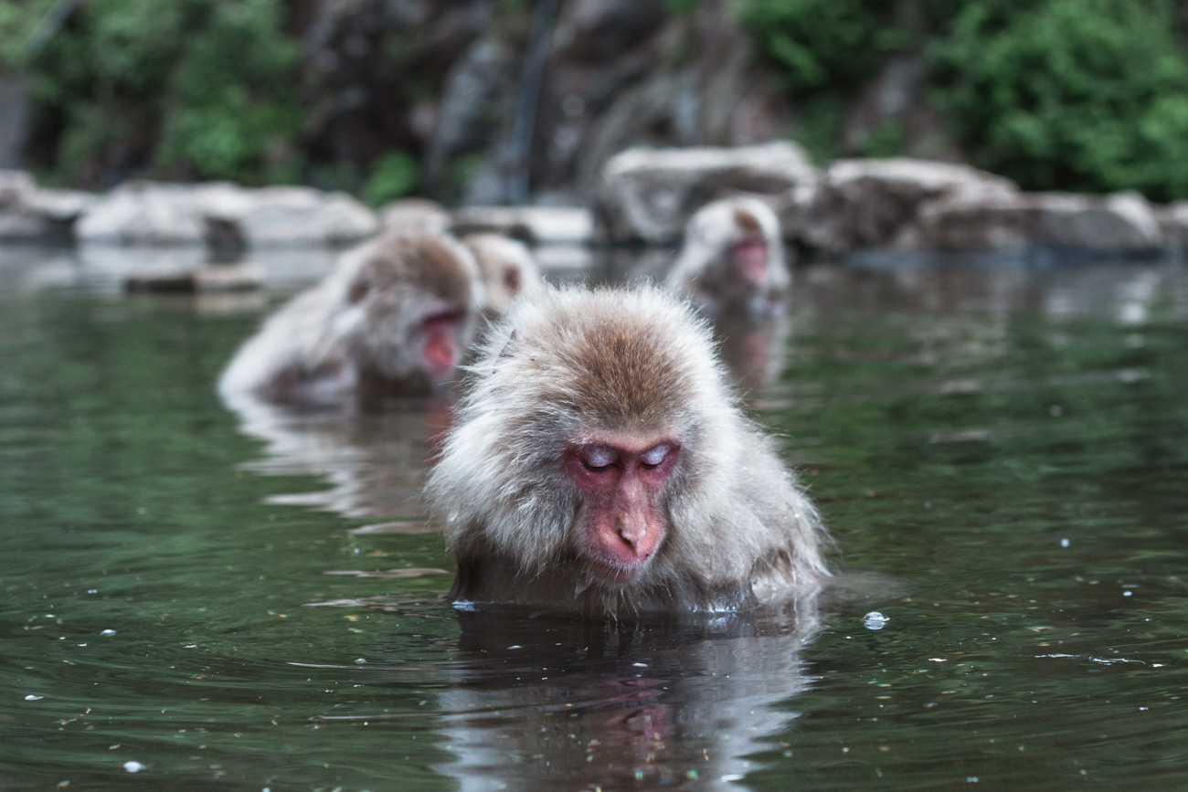 JAPONIA: JIGOKUDANI - JAPOŃSKIE MAŁPY I GORĄCE ŹRÓDŁA - Dobrze podróżować